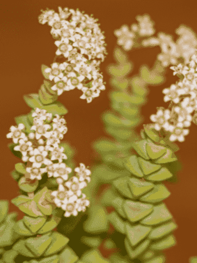 Suculenta Crassula: Conheça os 3 Tipos de Rupestris - Terragam