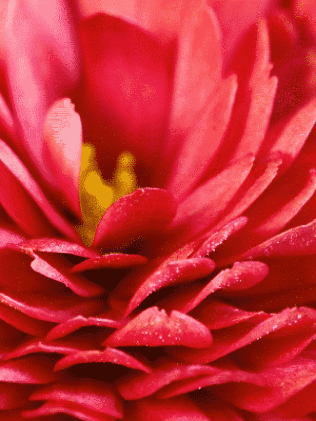 Crisântemos: Como Cuidar desta Planta de Flores Intensas - Terragam