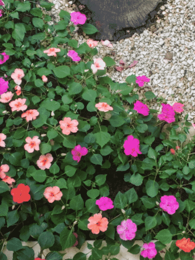 Tipos de Sálvia Para Você Cultivar No Jardim - Terragam