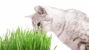 Graminha para Gatos: Como Plantar em Casa - Terragam