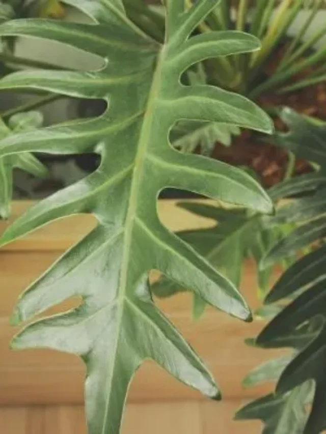 Quer Fazer Bonito na sua Sala? Cultive o Espetacular Guaimbê - Terragam