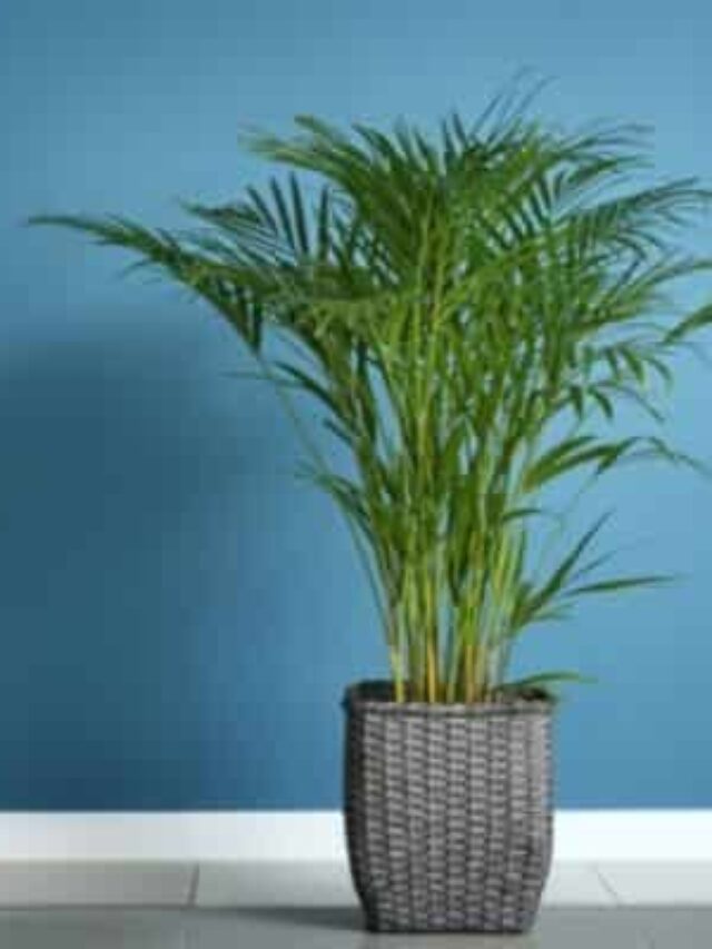 Plantas Fáceis de Cuidar - Terragam Plantas Fáceis de Cuidar - Terragam