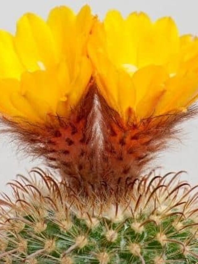 Como Ter Um Cacto Com Flor - Terragam