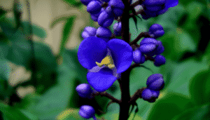 Gengibre Azul Ou Dichorisandra Thyrsiflora: Flores De Cores Incríveis