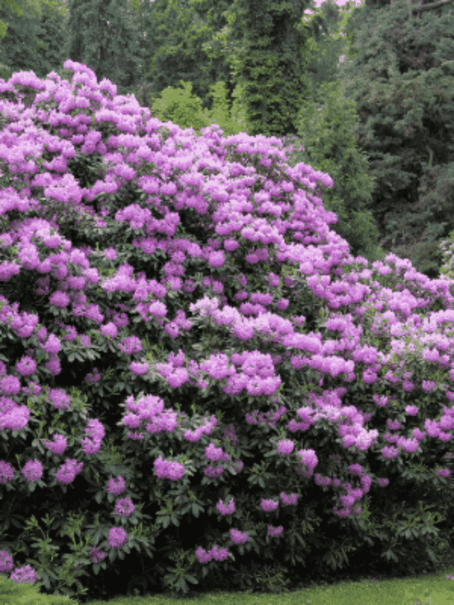 A Flor Azaleia e Seus Muitos Cultivares - Terragam