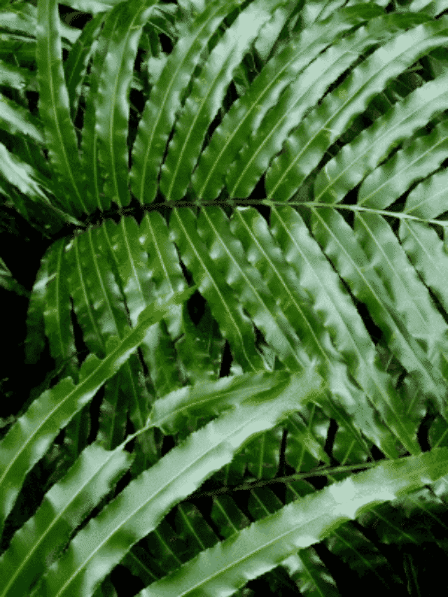 Samambaia Trepadeira Ou Stenochlaena Tenuifolia: Veja Dicas De Cultivo ...