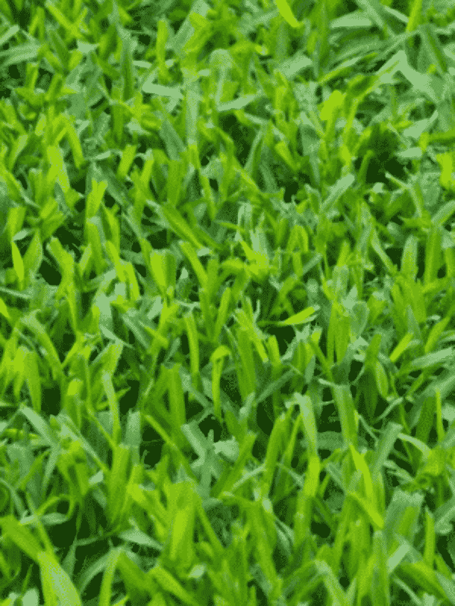 Grama Santo Agostinho (Stenotaphrum Secundatum): Saiba Tudo - Terragam