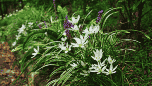 Lírio do Vento (Zephyranthes candida): Guia De Cuidados - Terragam