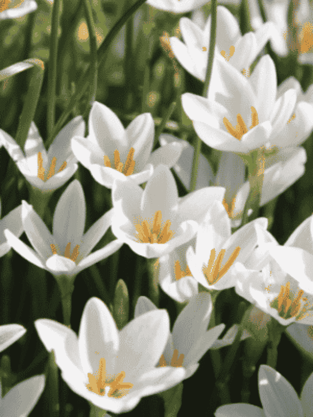 Lírio do Vento (Zephyranthes candida): Guia De Cuidados - Terragam