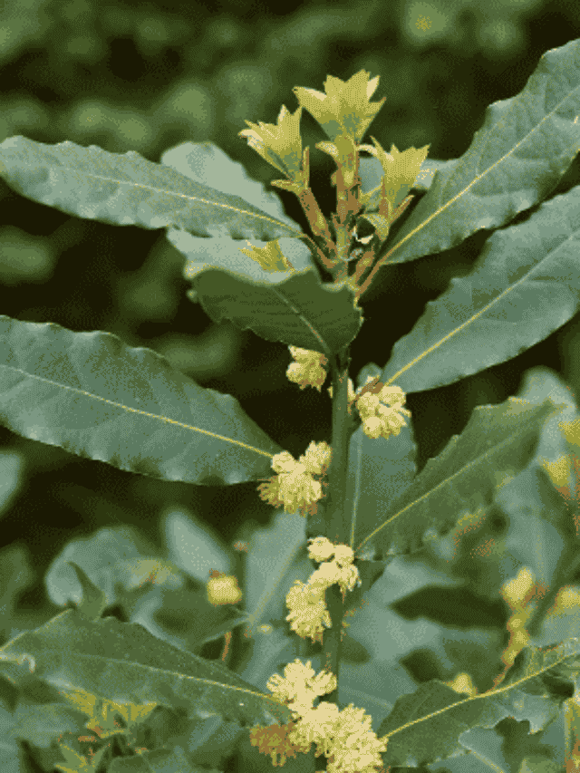 Como Cultivar Louro Em Vasos - Terragam