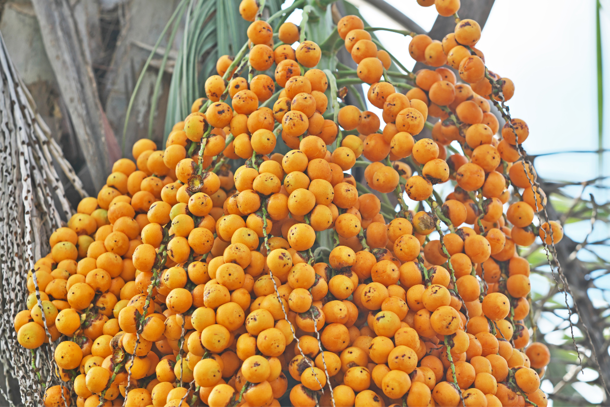 5 Tipos De Palmeira Butiá Nativas do Brasil - Terragam