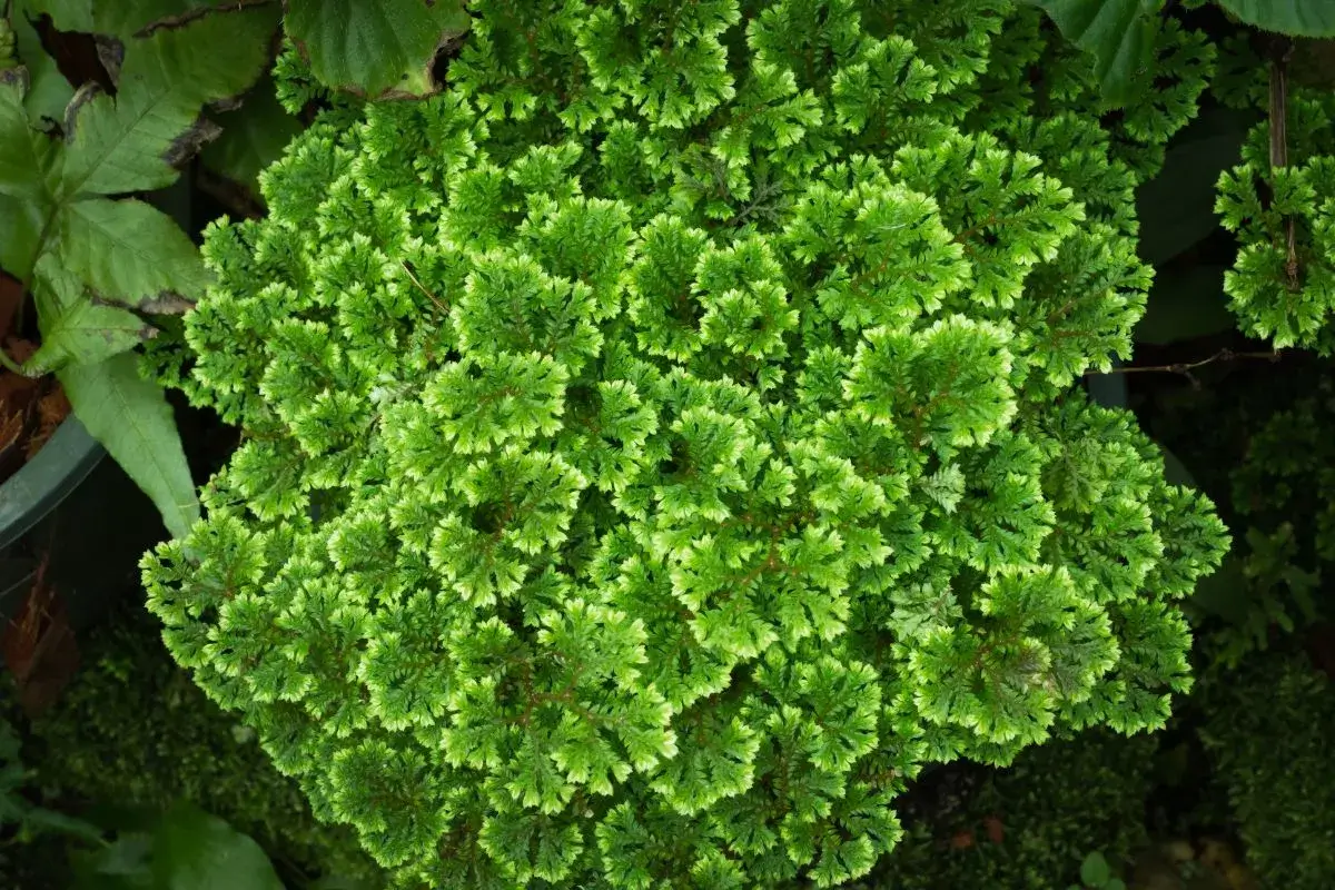 Tipos De Musgo: 5 Espécies Para Você Cultivar Na Sombra