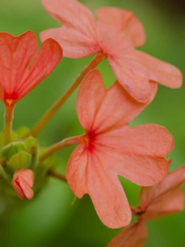 Flores Perenes Para Jardim: 5 Espécies De Cores Diferentes - Terragam