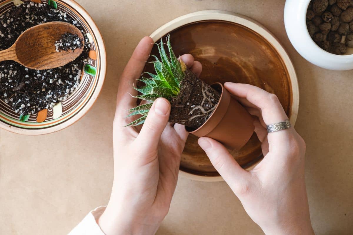 Como Replantar Suculentas Em Vasos Como Replantar Suculentas Em Vasos
