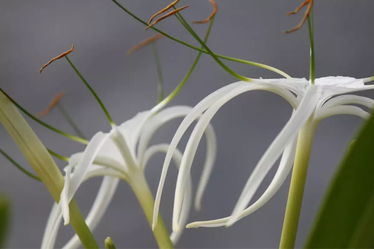 7 Flores De Sol Intenso Para O Seu Jardim