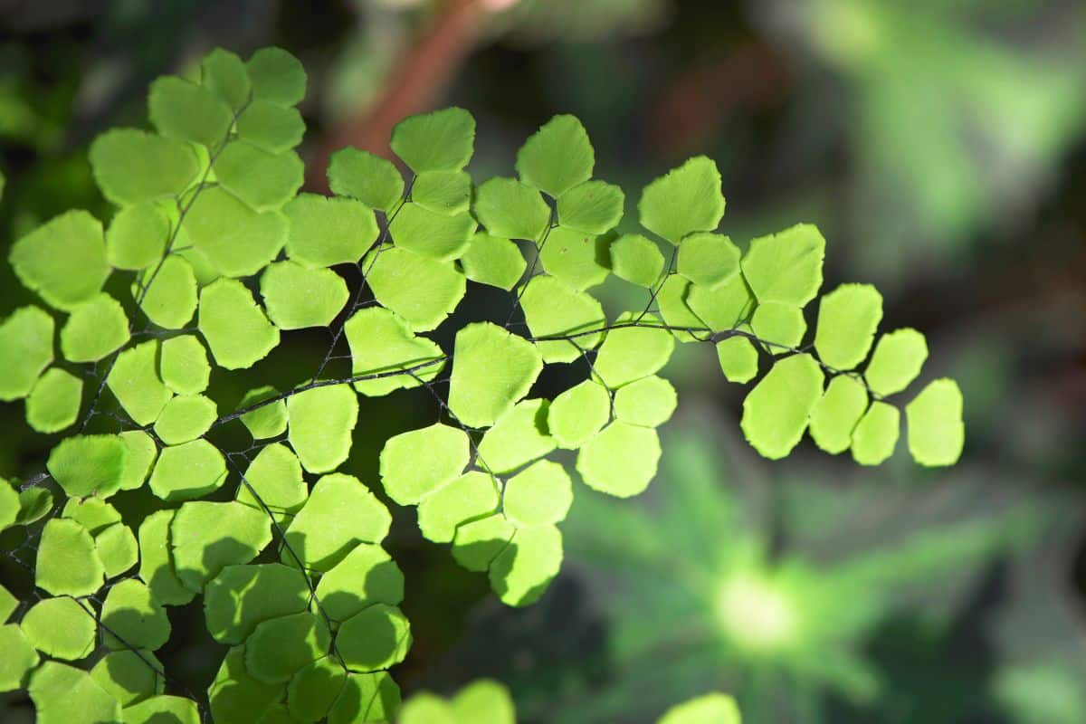 Planta Avenca: Como Cuidar Dessa Delicada Samambaia