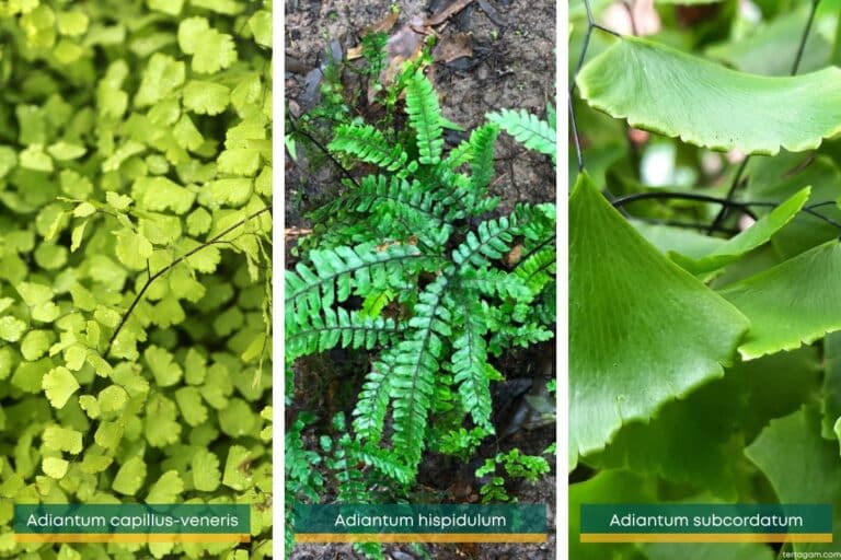 Planta Avenca: Como Cuidar Dessa Delicada Samambaia