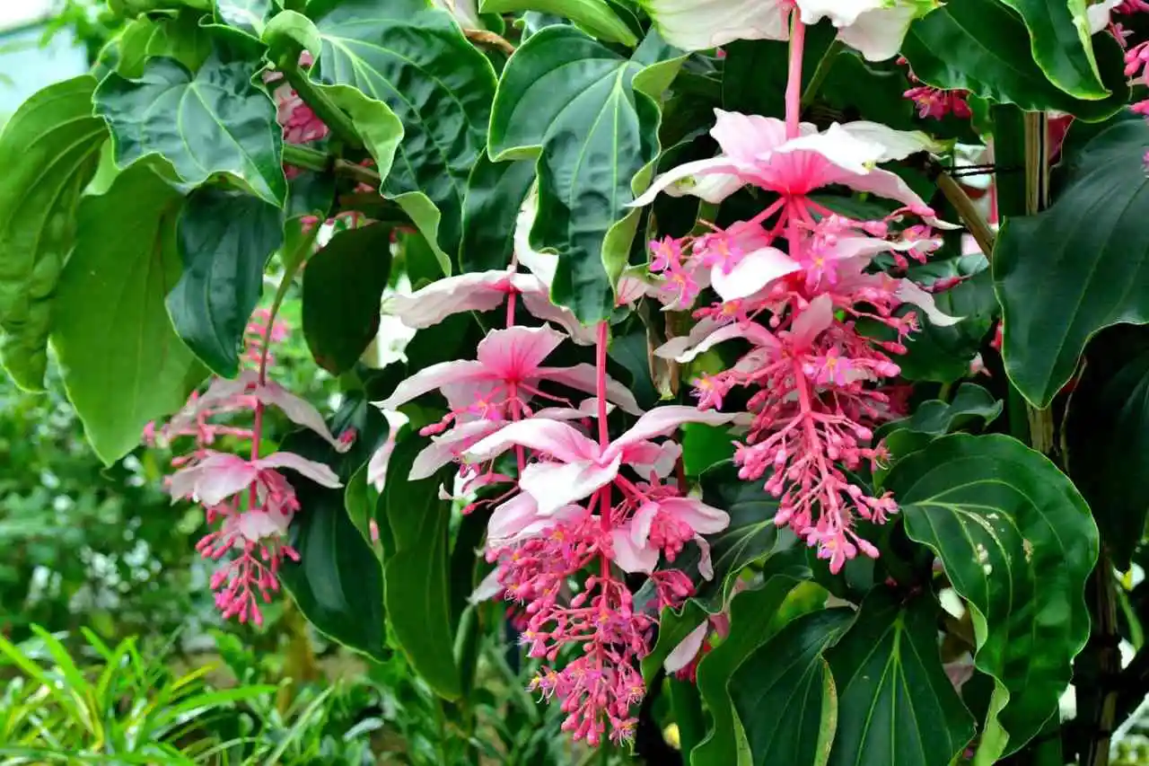 Medinilla Magnifica: Exótica E Com Flores Impressionantes